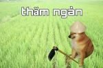 78+ Hình ảnh meme cheems hài hước, thú vị trên mạng xã hội